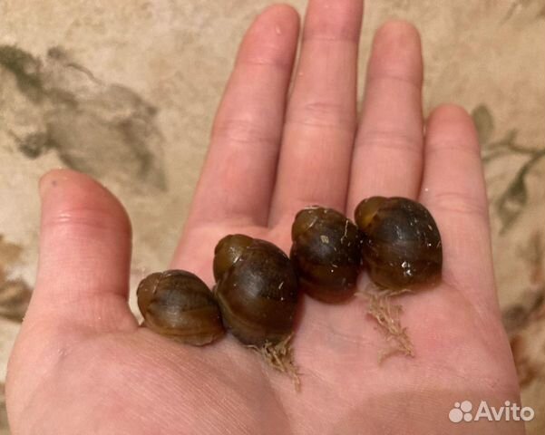 Улитки архахатины