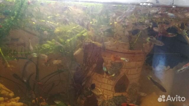 Рыбки гуппи