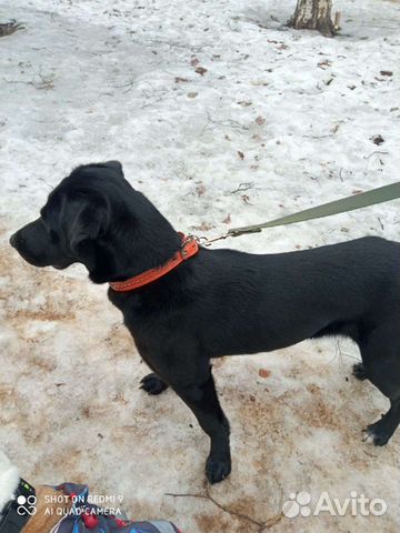 Собаки бесплатно в добрые руки