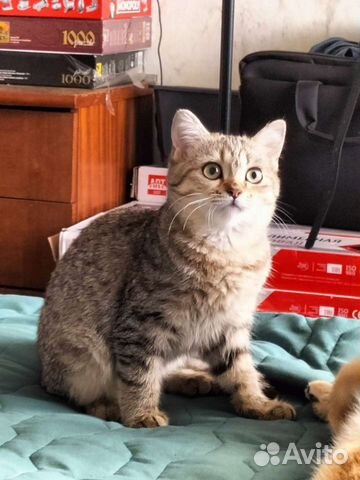 Британская кошкчка в добрые руки