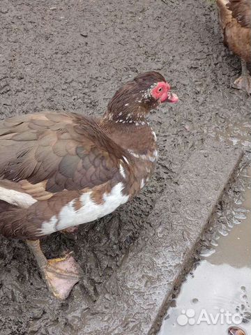 Селезень индоутки