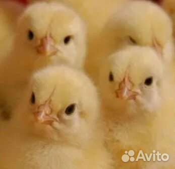 Живые куры бройлеры