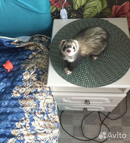 Продаю Хорька