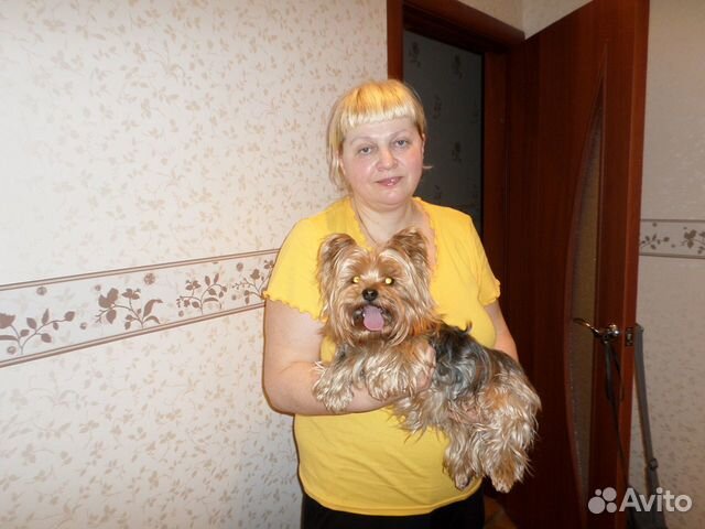 Йорк щенок 3 мес,вязка йорков,инструктор по вязкам