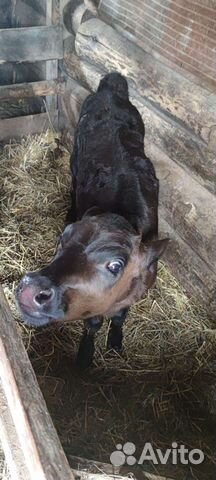 Продажа телят