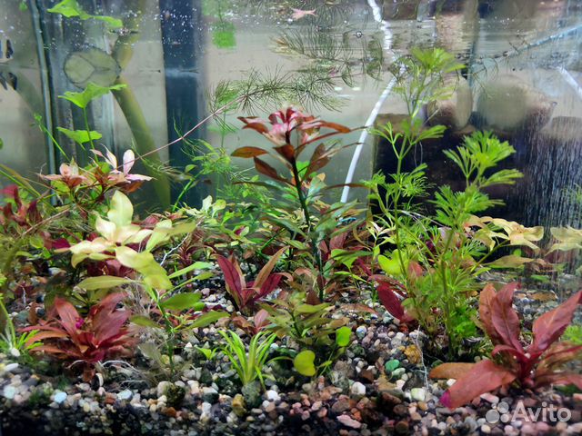 Аквариумные растения выращивание