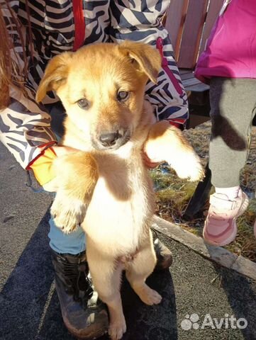 Собака в добрые руки щенок