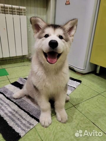 Аляскинский маламут щенки