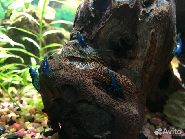 Креветки, улитки