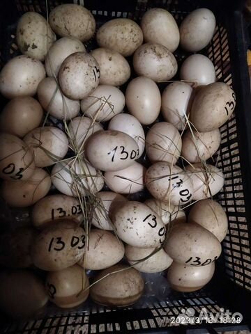 Инкубационное яйцо индоутки