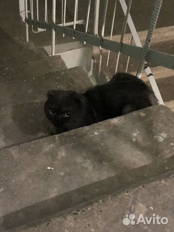 Шотландский вислоухий черный кот