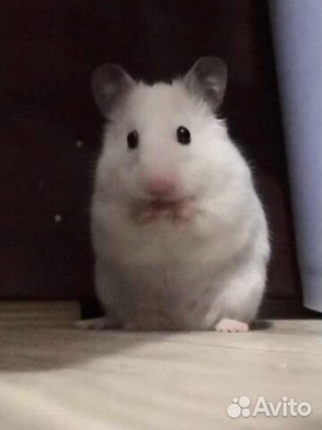 Сирийский хомяк