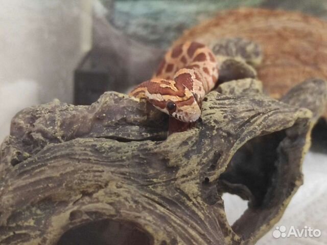 Змея маисовый полоз