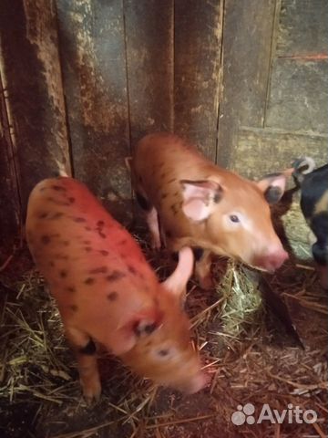 Поросята дюрок