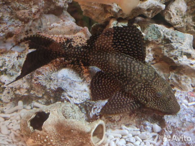 Сом птеригоплихт