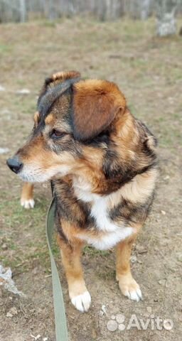 Собака из приюта ждёт семью