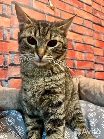 Котенок девочка Соня 8 мес