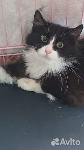 Норвежская лесная