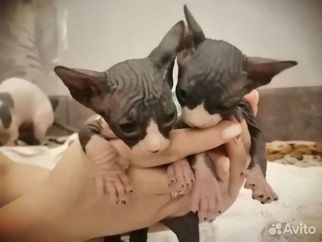 Канадский сфинкс котенок