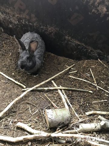 Крол для размножения