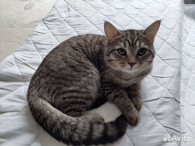 Кошки в добрые руки бесплатно