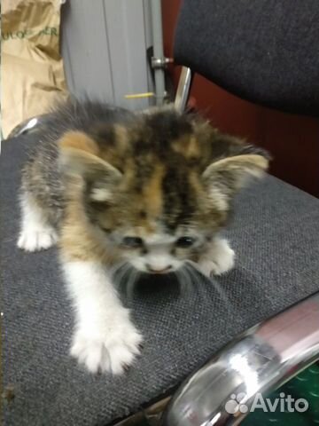 Котенок в дар