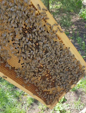 Пчелосемьи