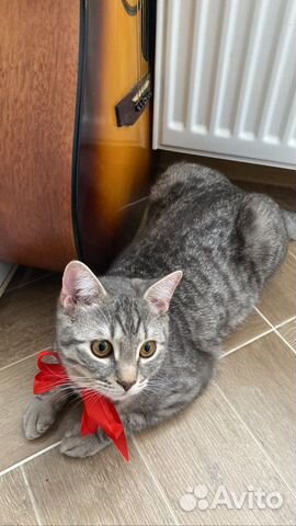 Кот