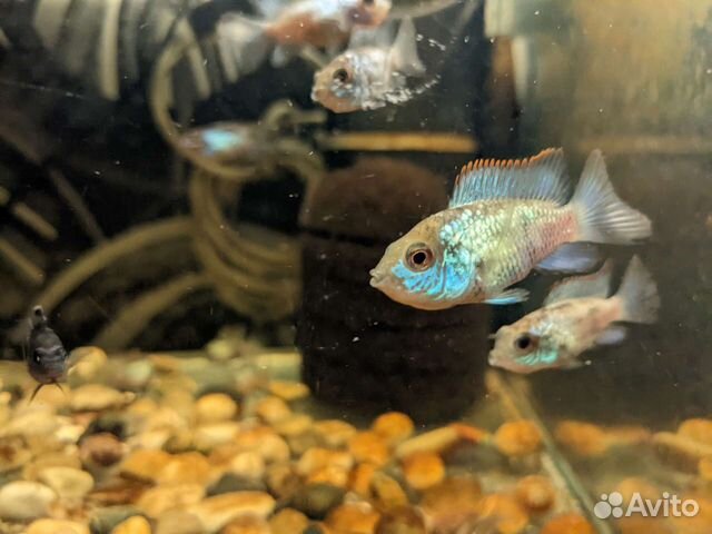 Наннакара Блю нео