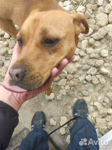 Щенок(ж) стаффордширского терьера ищет добрые руки