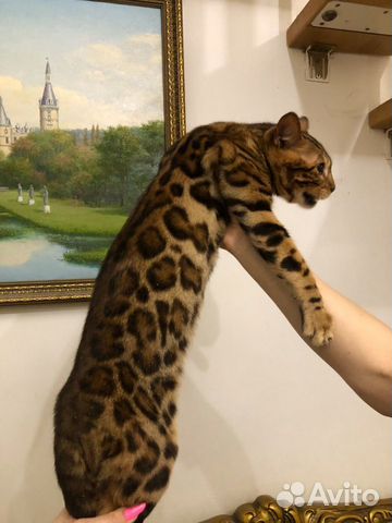 Бенгальские котята котик можно в разведение