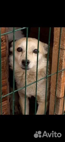 Лучик ищет дом