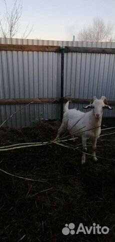 Козлик и козлята