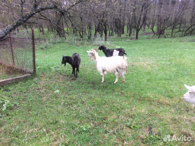 Козы и козлята