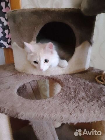 Котик найденыш