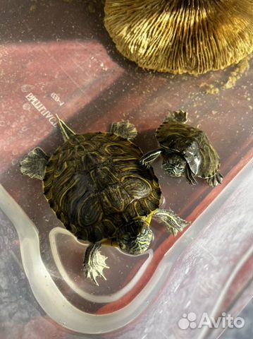 Красноухая черепаха бесплатно