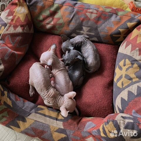 Канадский сфинкс