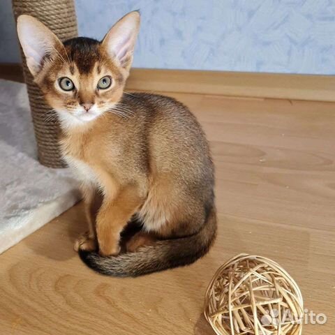 Абиссинская кошка