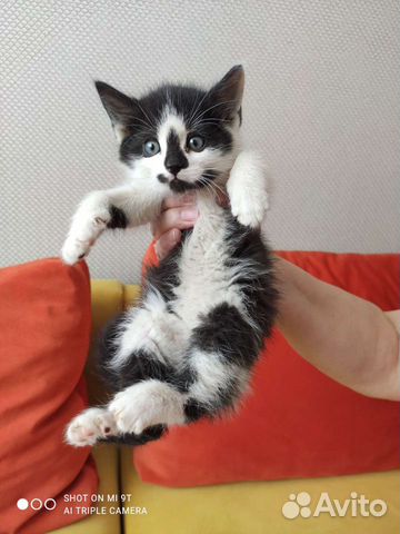 Котенок Евгеша