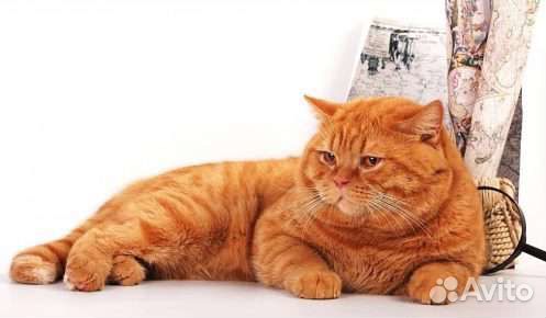 Племенной красный британец ответственным