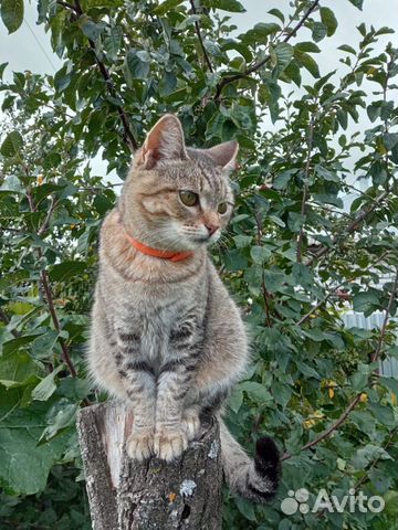Ищем дом особенной кошечке