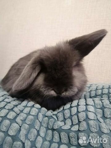 Декоративные кролики