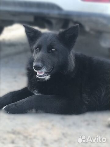 Черная длинношерстная овчарка