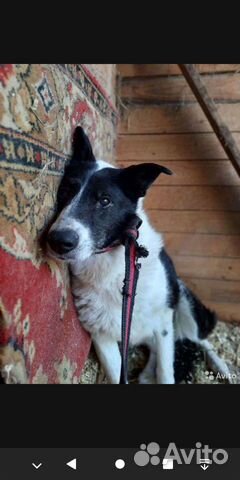 Старая собака из приюта