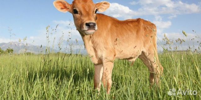 Бычок (месячный)