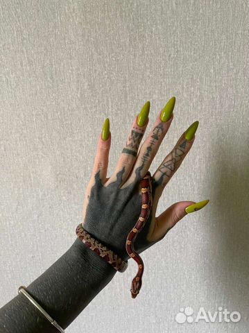 Маисовый полоз normal