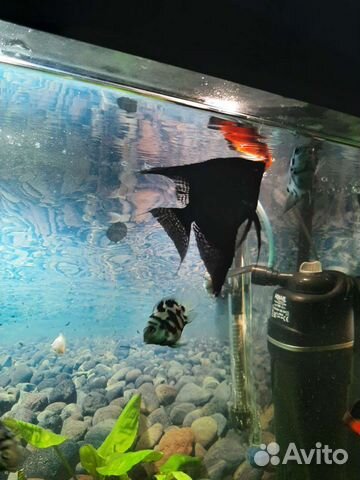 Аквариумные рыбки скалярии