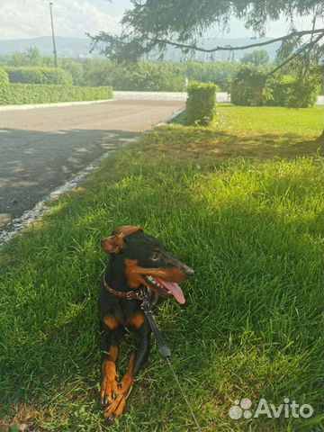 Вязка цвергпинчер