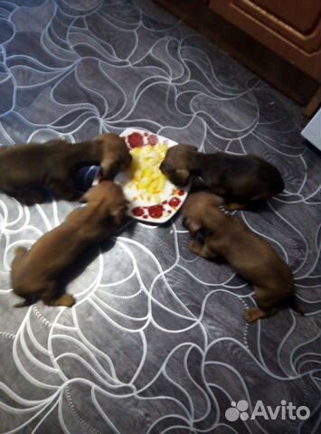 Такса миниатюра