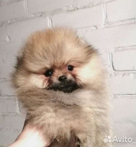 Пом шпиц щенок
